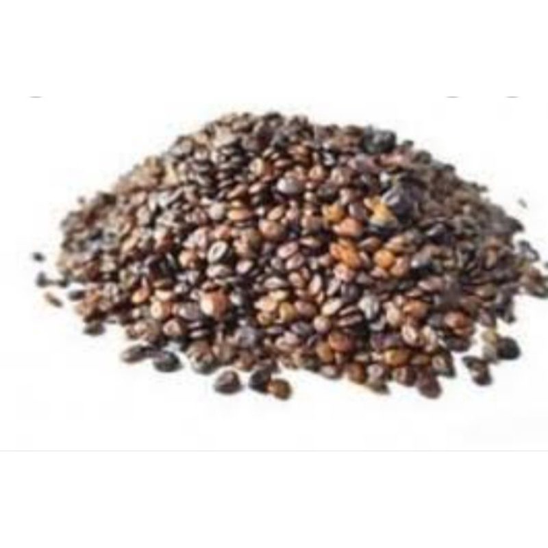 Sementes De Jurema Preta 200 Unidade | Shopee Brasil