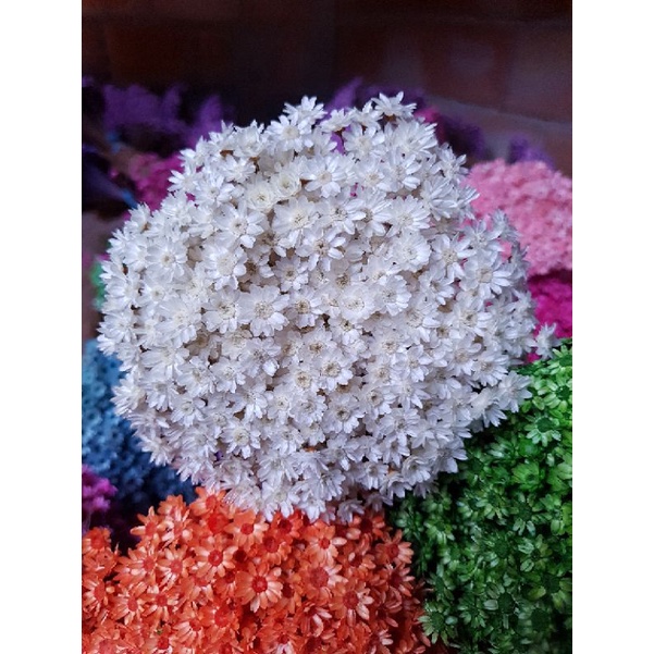 Flor sempre viva , kit com ate 12.000 flores Sempre Vivas naturais para ...