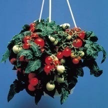 10 Sementes Tomate Tiny Tim Menor O Mundo! Do | Shopee Brasil