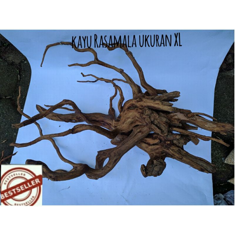 Akar Rasamala Tamanho XL | Shopee Brasil