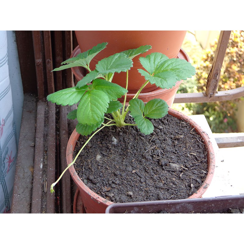 Sementes De Morango Gigante Gigantella Legítima | Shopee Brasil