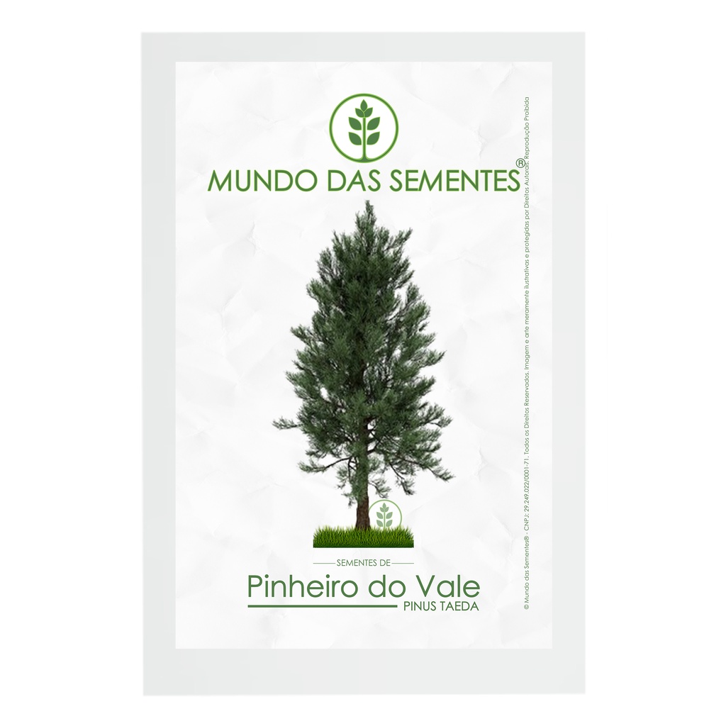 20 Sementes de Pinheiro do Vale Pinus Taeda | Premium | Mundo Das ...