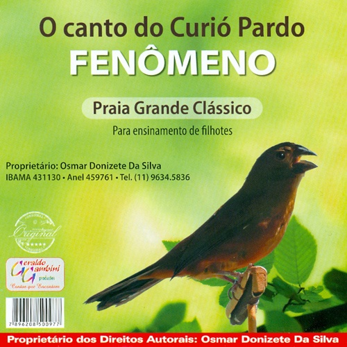 CD - O Canto do Curió Pardo - Fenômeno | Shopee Brasil