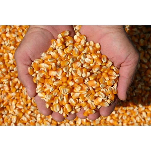 milho seco em grão ou moido pacote-1kg | Shopee Brasil