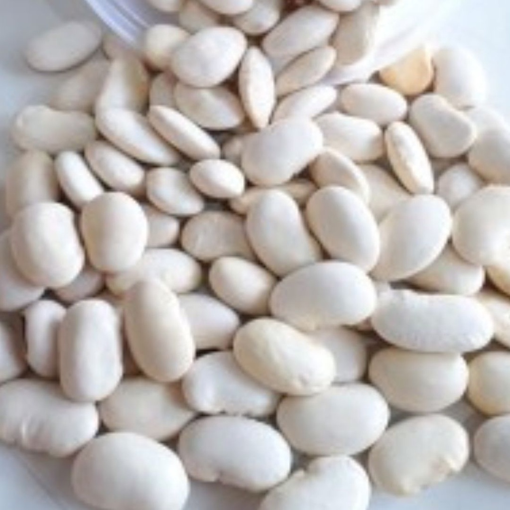 Kit 3 Favas de Oxalá Semente Umbanda Candomble | Shopee Brasil