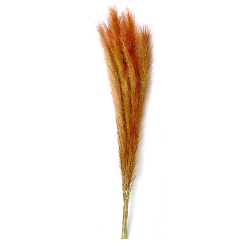 Capim Seco Laranja Natural Rabo De Raposa Decoração Arranjo | Shopee Brasil