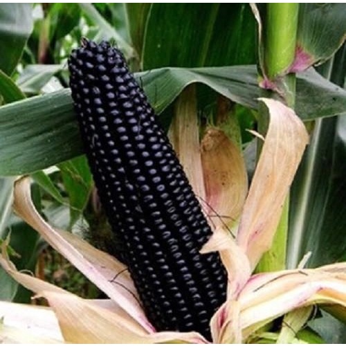 30 Sementes de Milho Preto Crioulo Para o Plantio | Shopee Brasil