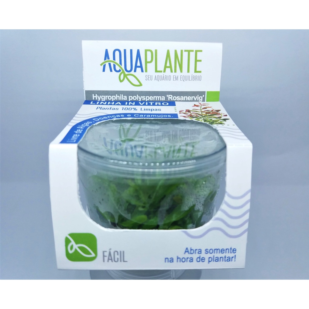 Planta Natural Hygrophila Polysperma Rosanervig - Aquaplante | Shopee ...