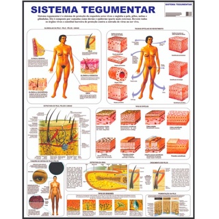 Sistema Tegumentar Poster Mapa Anatomia Corpo Humano Medicina | Shopee Brasil