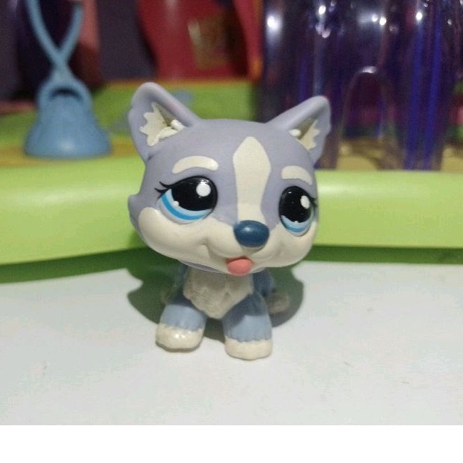 littlest Pet shop (husky) | Shopee Brasil