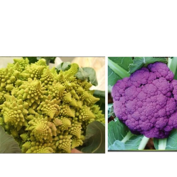 Couve Flor Roxa + Couve Brocolis Romanesca - 100 sementes | Shopee Brasil