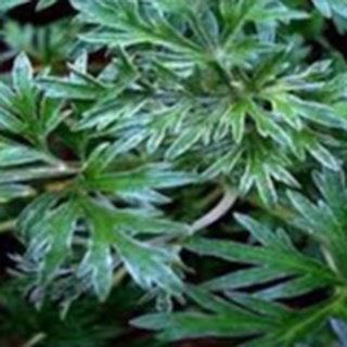 Sementes Absinto/Losna 100mg Uso Medicinal Ervas Vasos | Shopee Brasil