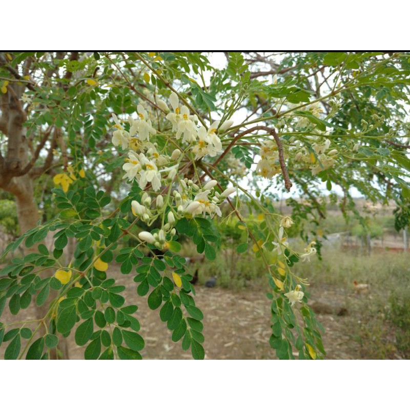 Sementes Moringa (Moringa Oleífera) | Shopee Brasil
