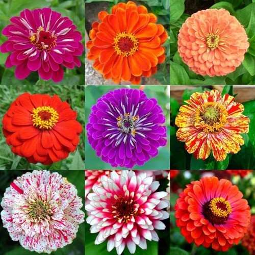 Flor Zínia Gigante Sortidas Multicoloridas - 45 Sementes JARDIM VASO E ...
