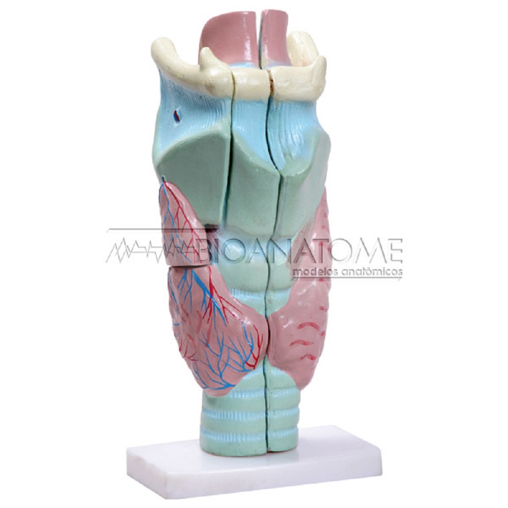Modelo Anatômico de Garganta Ampliada 3 Partes | Shopee Brasil