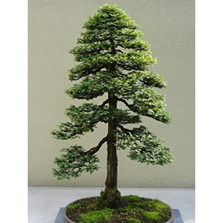 Sequoiadendron Giganteum 10 Sementes Sequoia Gigante Bonsai | Shopee Brasil