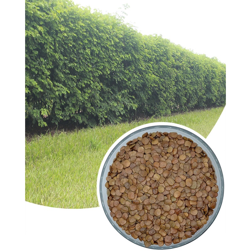 Semente De Sansão Do Campo (2.000 Sementes) | Shopee Brasil