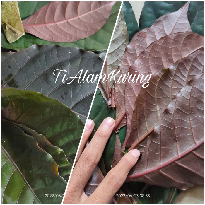 Folhas Roxas-Handelem 100gr-Handeuleum-Hideung Café Direto | Shopee Brasil