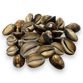 16 Buzios Africano Jogo Oraculo Dos Orixas Concha Natural | Shopee Brasil