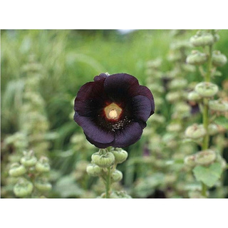 Alcea Rosea 10 Sementes Malva Negra Planta Flor Rara | Shopee Brasil