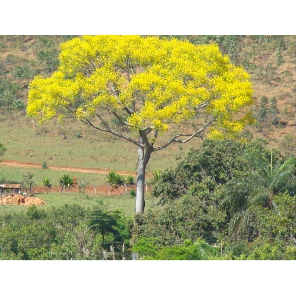 15 Sementes de Paricá ou Pinho Cuiabano para mudas e reflorestamento ...