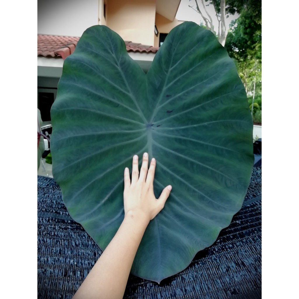 100 sementes caladium gigante green | Shopee Brasil