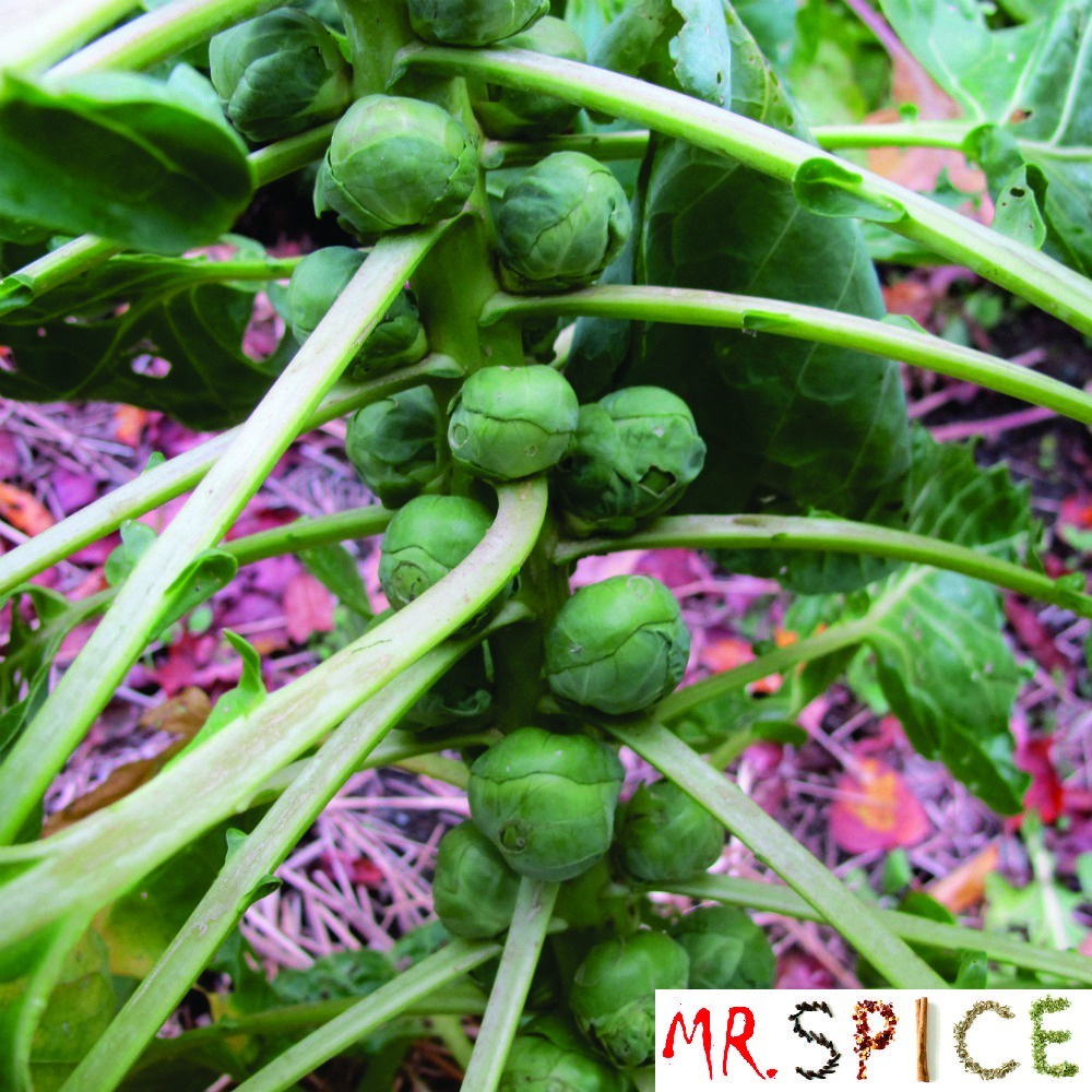 Sementes De Couve De Bruxelas Pra Fazer Sementes O Mini Repolho ...