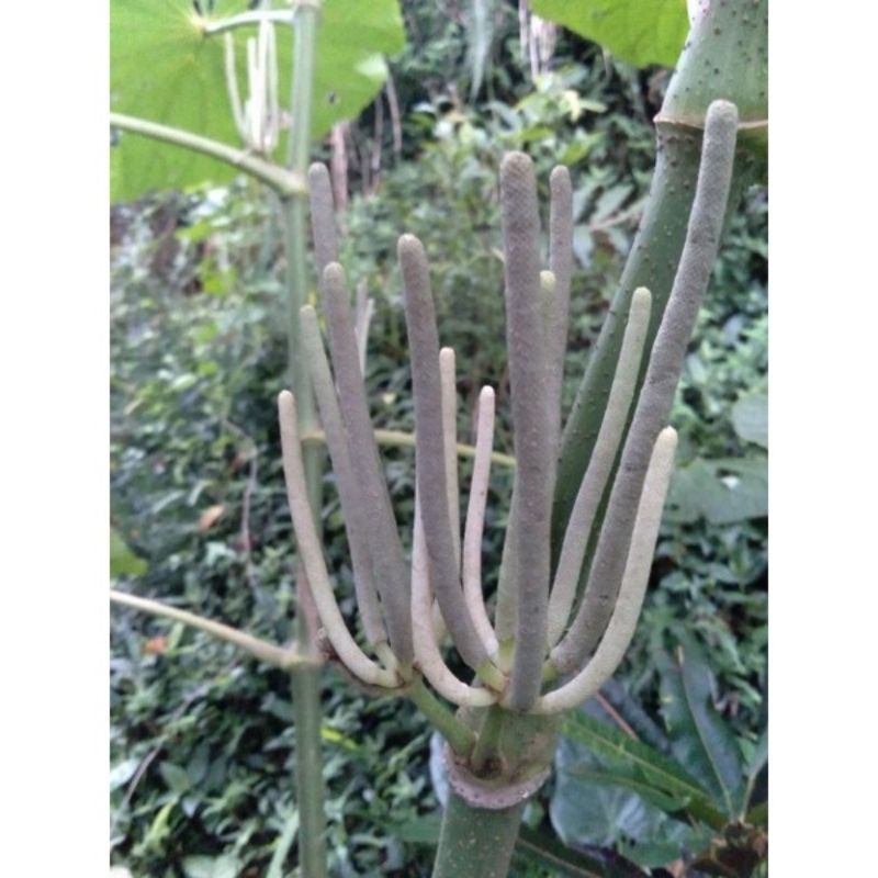 Sementes Caapeba Pariparoba Para Plantio De Mudas - Piper Umbellatum ...