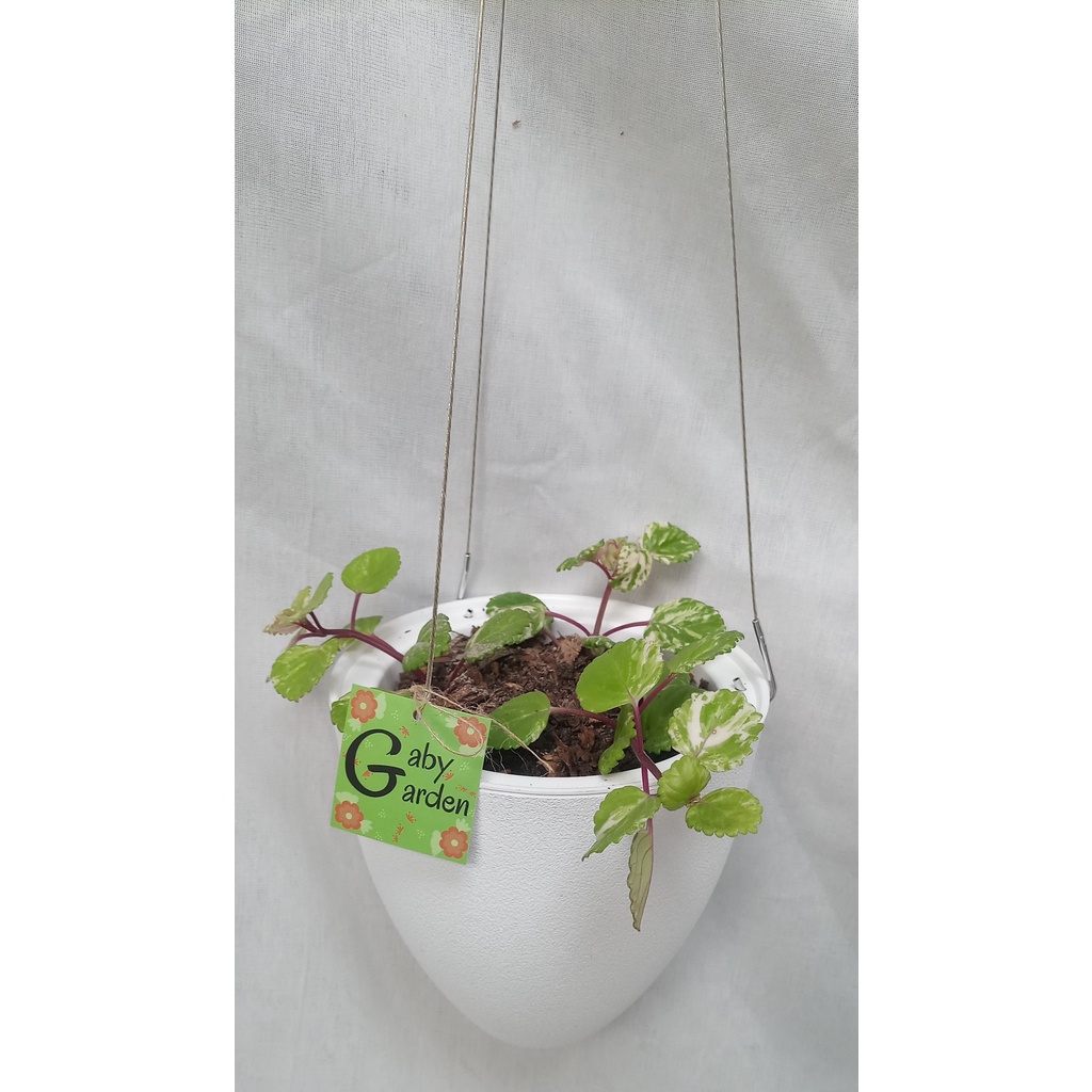 Cachepot Suspenso Egg Autoirrigável - VASART vaso | Shopee Brasil