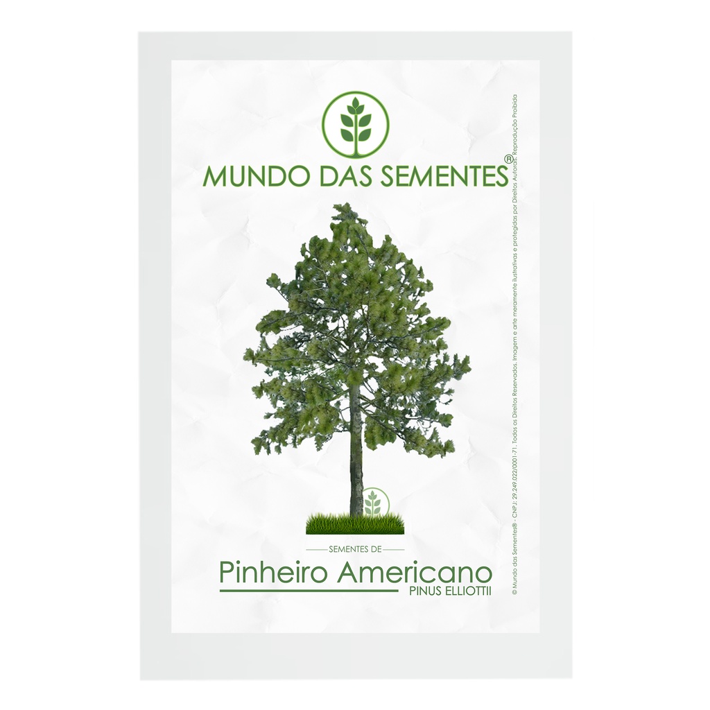 100 Sementes de Pinheiro Americano Pinus elliottii | Premium | Mundo ...