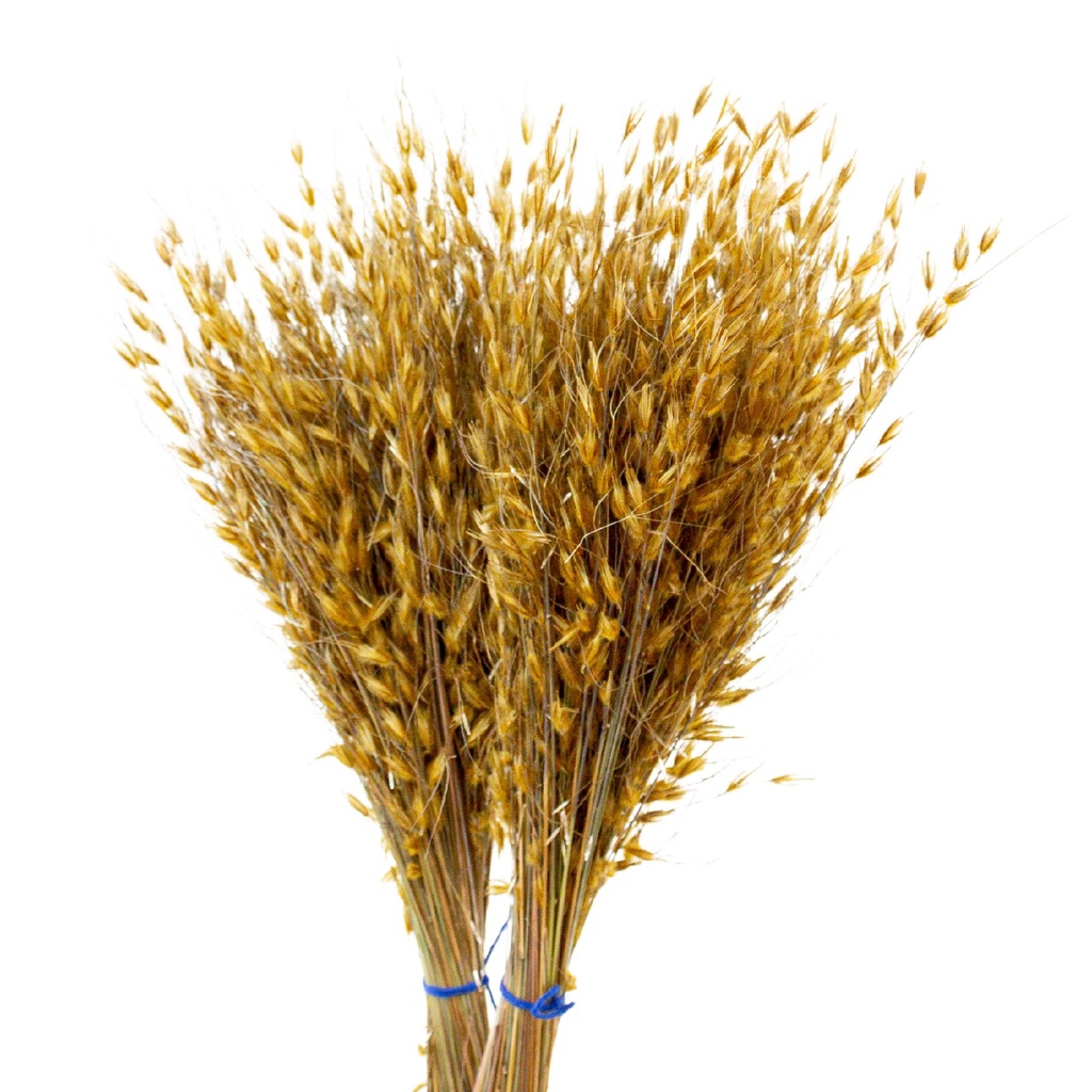 Capim Ouro Flor Desidratada Sempre Viva Com 400 Hastes | Shopee Brasil