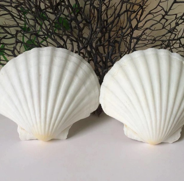 Concha Shell Vieira Em Leque C/ 5 P/ Casquinha De Siri | Shopee Brasil
