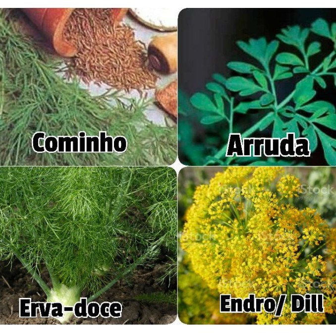 Kit de Ervas e Temperos 200 Sementes 4 Espécies : ARRUDA, COMINHO, ERVA ...