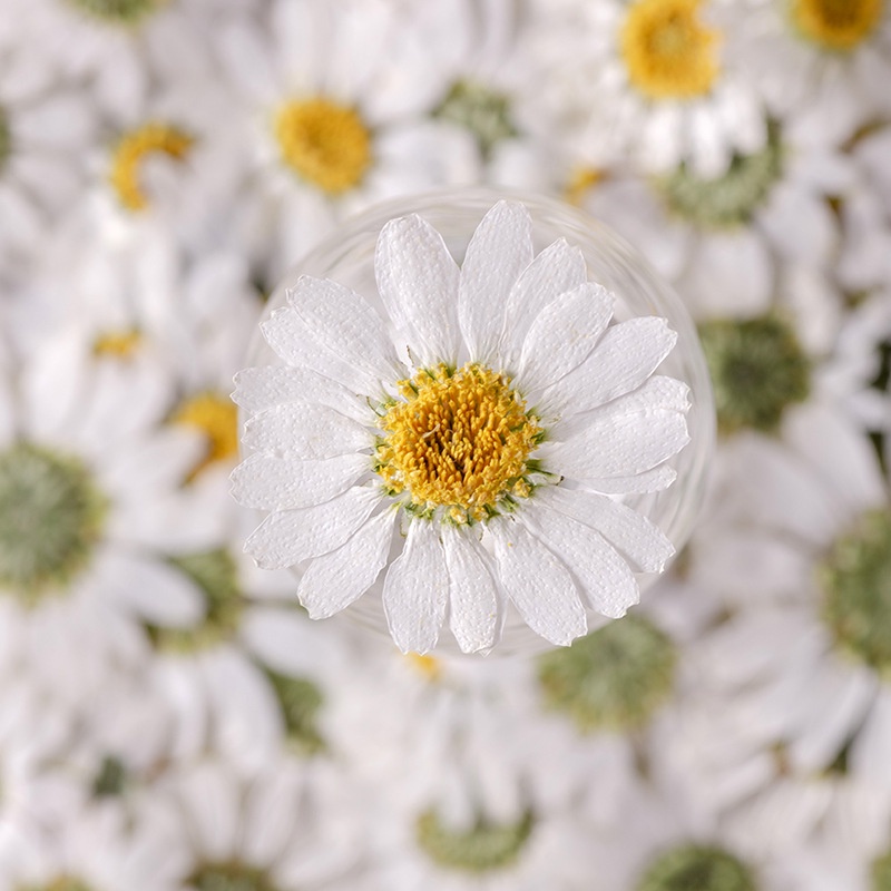 12PCS Mini Flor De Margarida Seca Natural , Embalagem A Vácuo ...