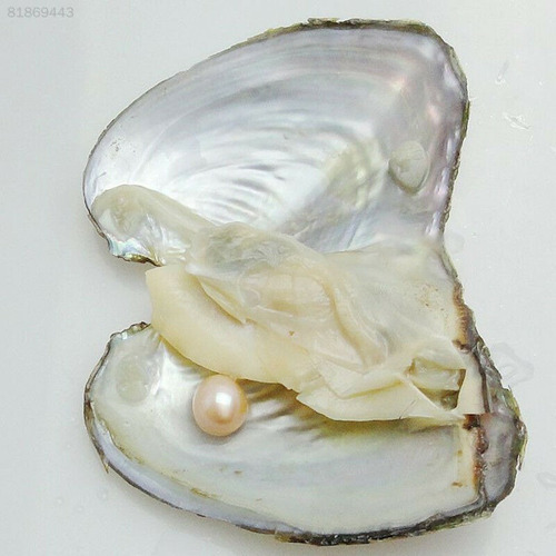 Concha Fechada Com Pérola Natural Lacrada A Vacuo Pingente | Shopee Brasil