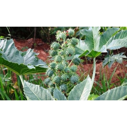 100 Sementes De Mamona | Shopee Brasil