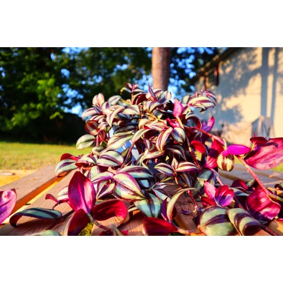 5 sementes da suculenta Lambari Roxo (Tradescantia zebrina bosse ...