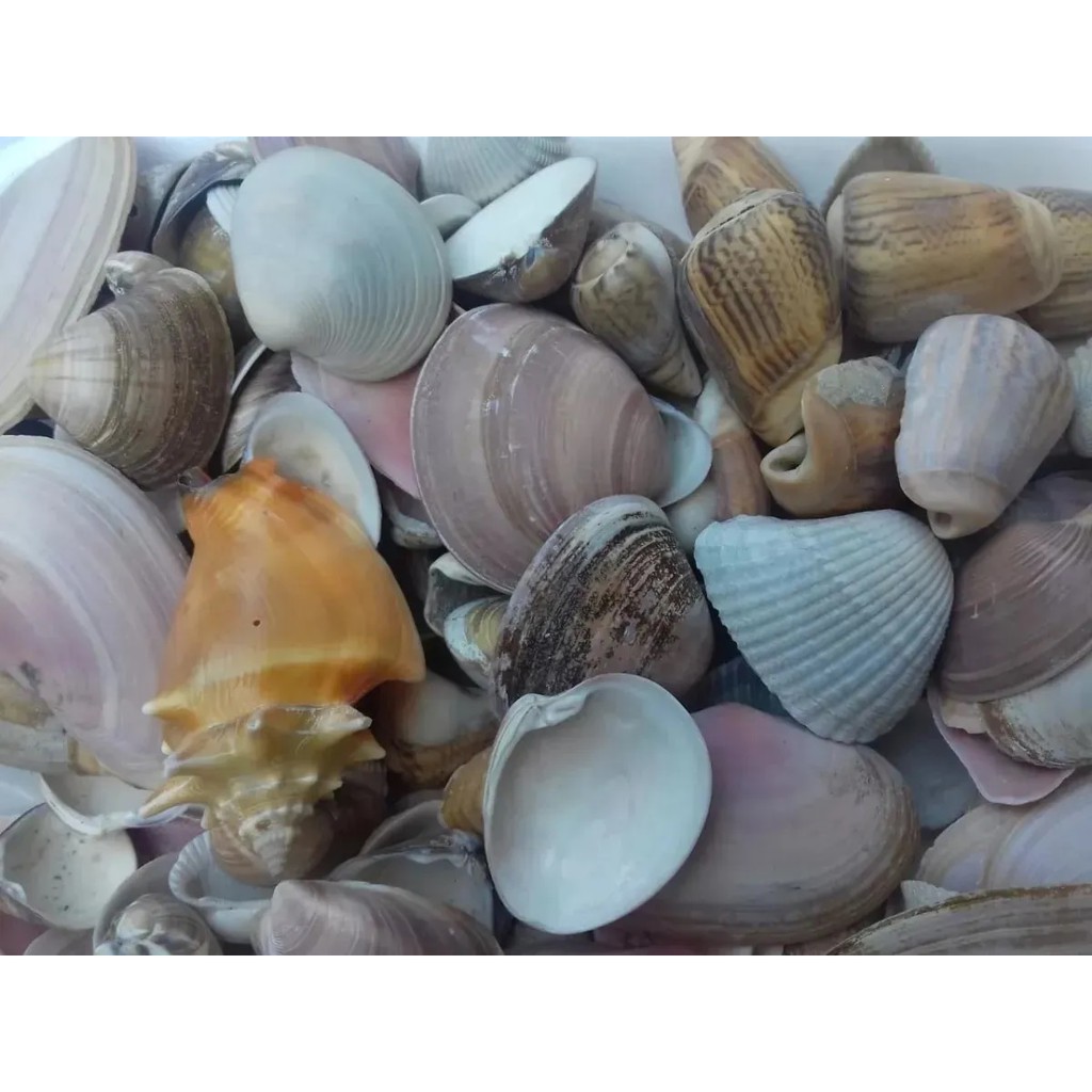 150 Conchas do Mar - Conchas Marinhas- Conchas Variadas - Conchinhas ...