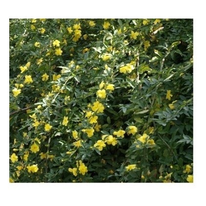 Muda De Jasmim Amarelo Pendente | Shopee Brasil
