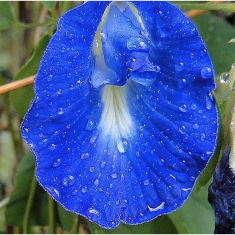 10 sementes de flor fada azul - clitoria ternatea | Shopee Brasil