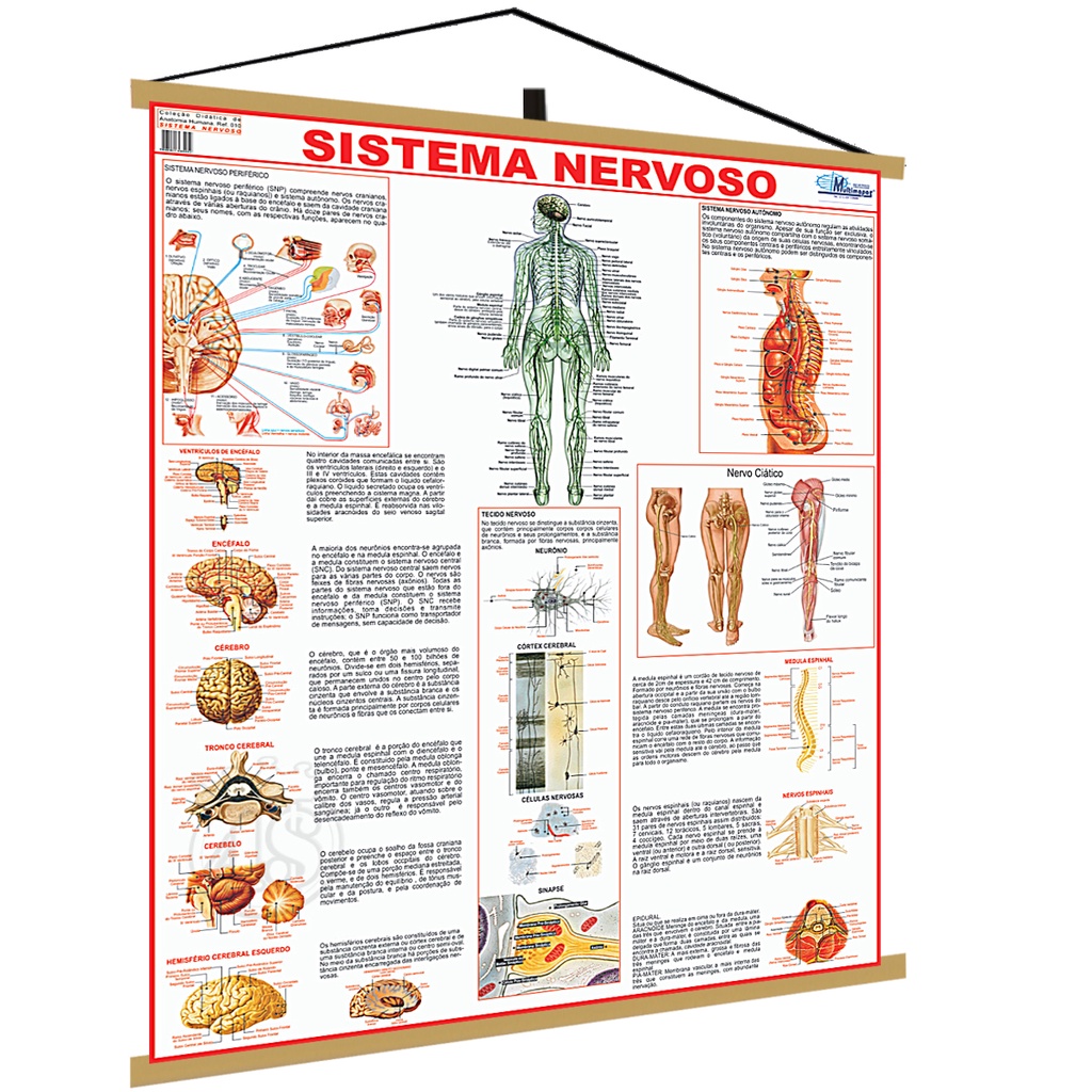Mapa Sistema Nervoso do Corpo Humano Banner Poster Medicina Estudos ...