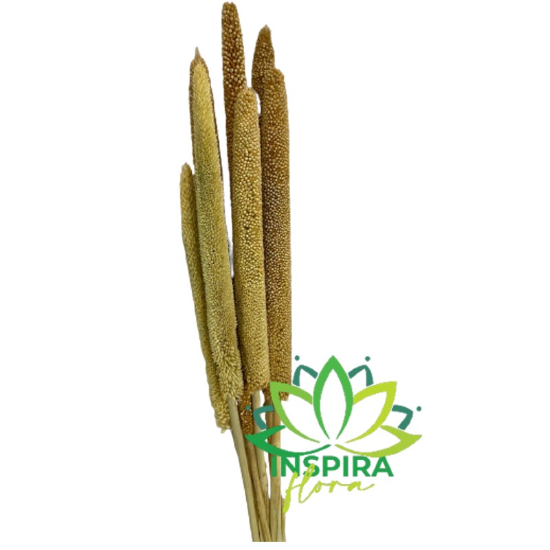 Folhagem Buquê Capim Flor De Mileto Arranjo Atemporal Seco Desidratado ...