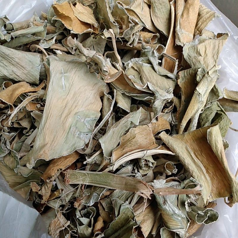 CANA DO BREJO (COSTUS SPICATUS) - 30 GRAMAS. | Shopee Brasil