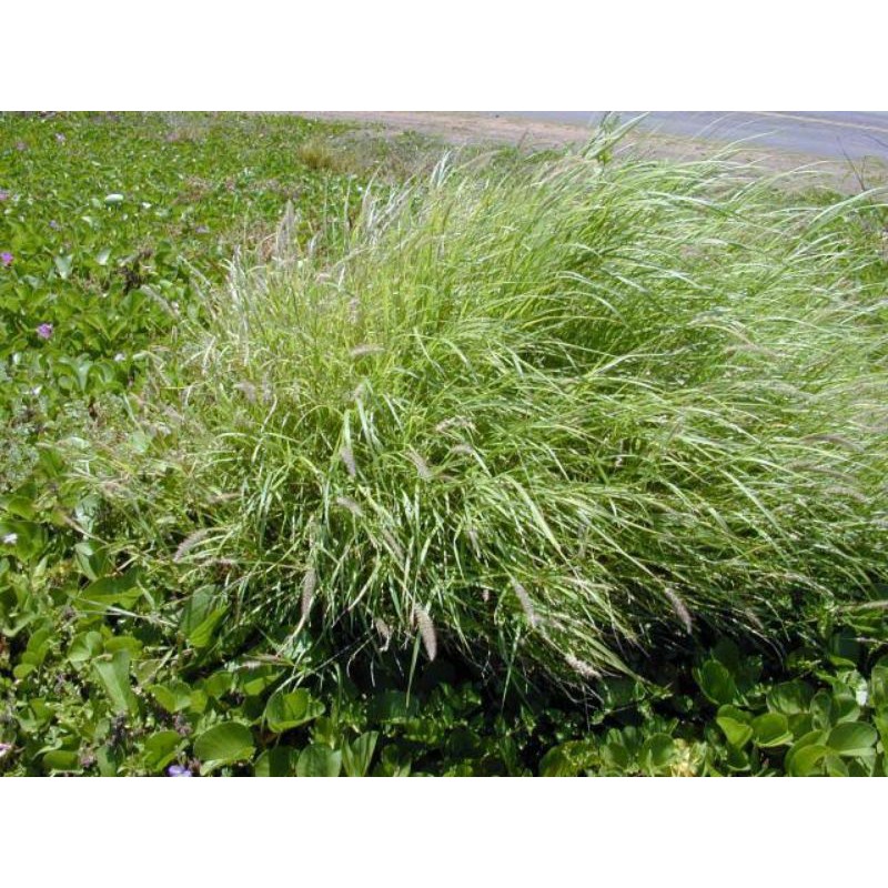 Semente De Capim Buffel Grass - Pacote C/ 8Kg - Promoção Imperdível C ...