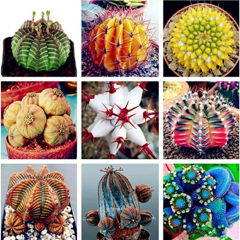 50 Mix sementes de cactus | Shopee Brasil