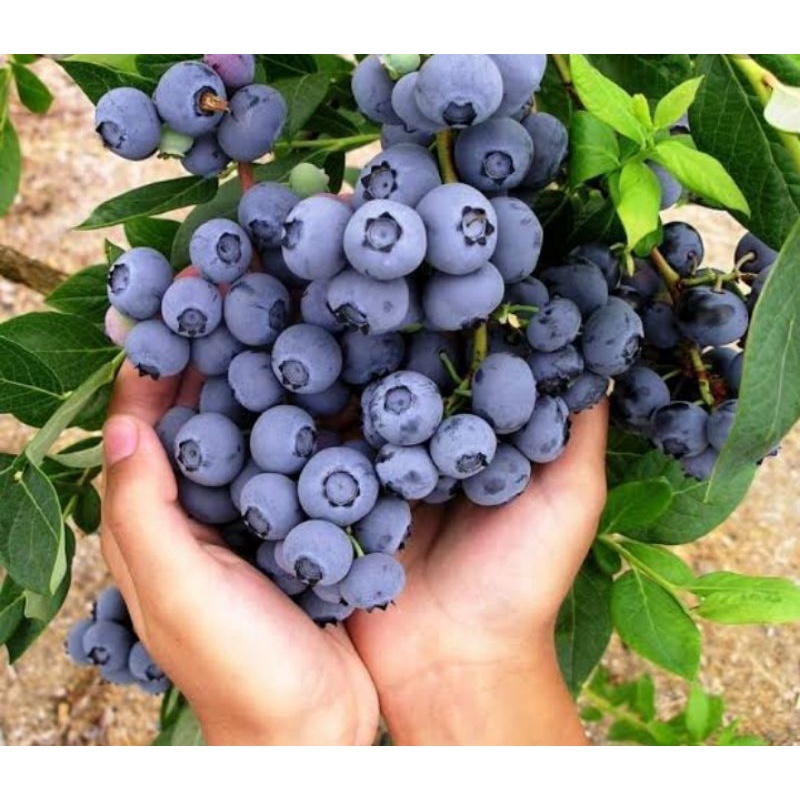 10 sementes da saborosa fruta Blueberry / Mirtilo | Shopee Brasil