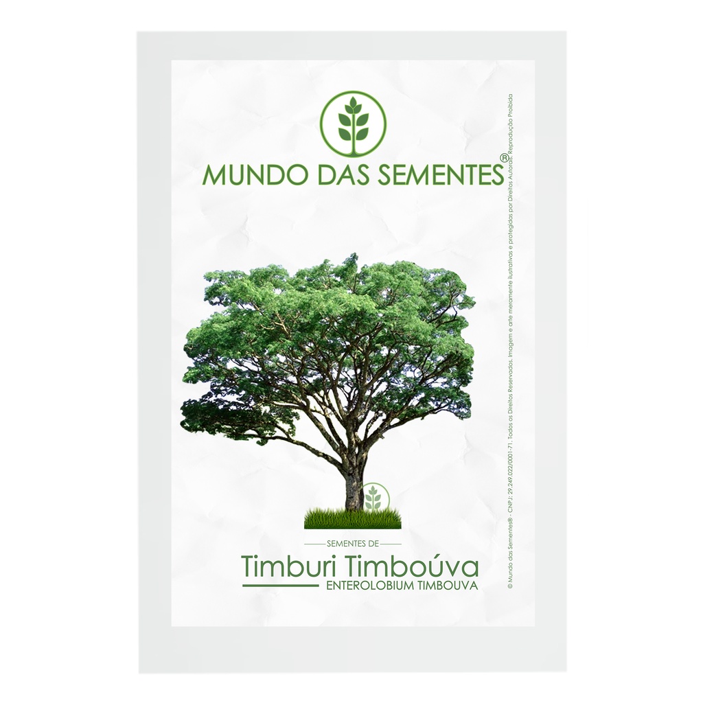 5 Sementes de Timburi TimbaúbaEnterolobium Timbouva | Premium | Mundo ...