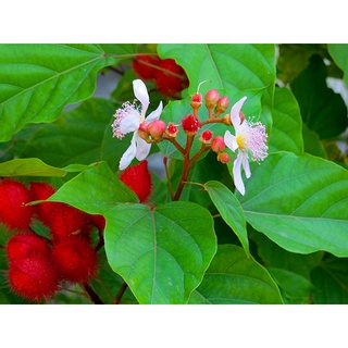 10 Sementes de Urucum Colorau Árvore Bixa orellana Original - Mundo das ...