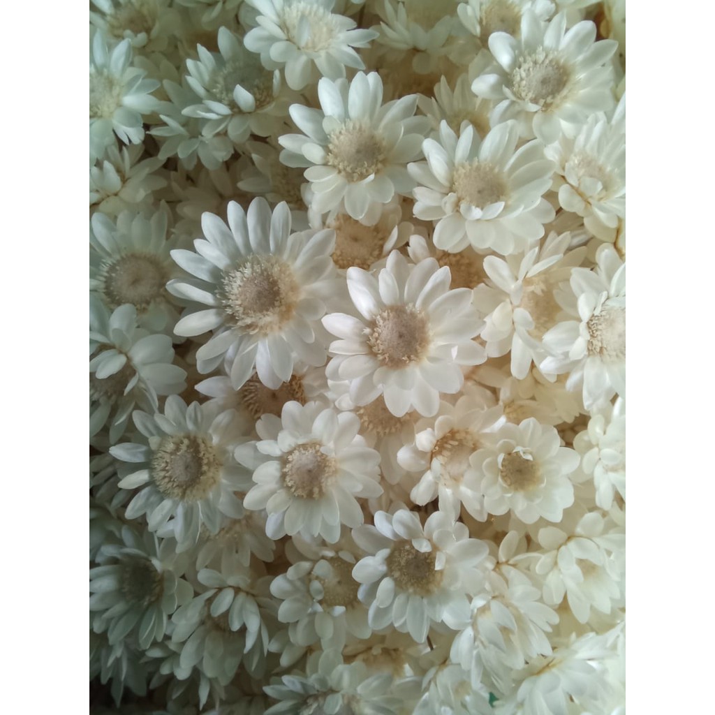 flores sempre vivas naturais 3.000 unidades FLORES EXTRAS NA PROMOÇAO ...