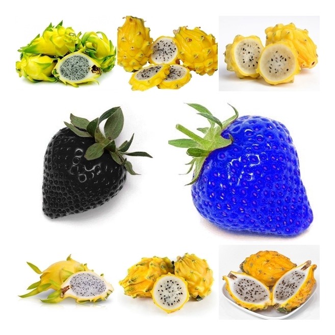 100 Sementes Morango Azul+negro+50 Pitaya | Shopee Brasil